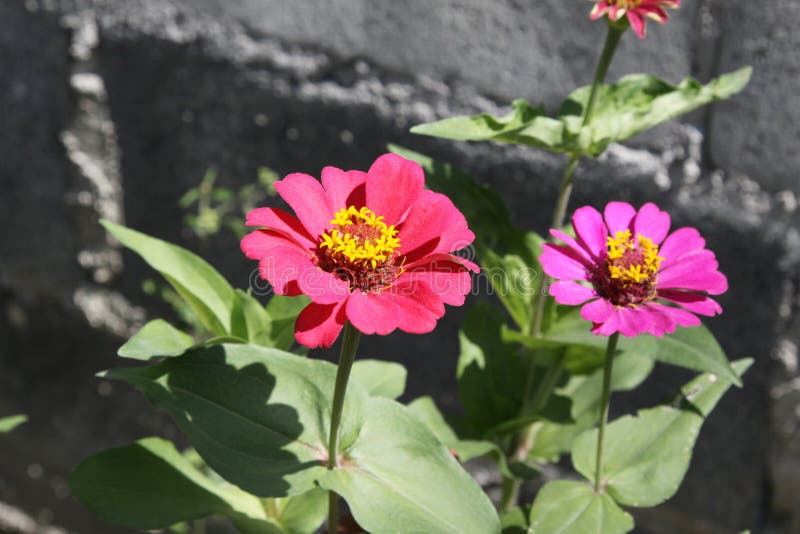 Zinnia flower stock image. Image of blooming, bloom, leaf - 50166935