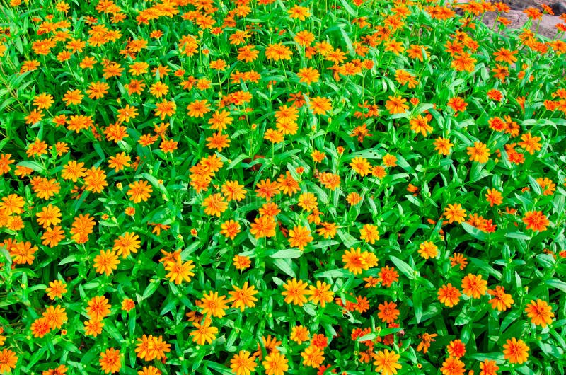 Zinnia flowers stock image. Image of park, nature, flora - 35071109