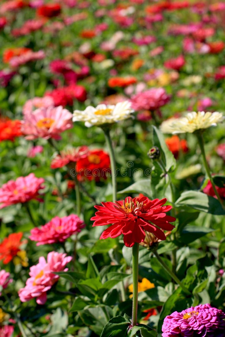 5,891 Garden Blossoms Florist Stock Photos - Free & Royalty-Free Stock ...