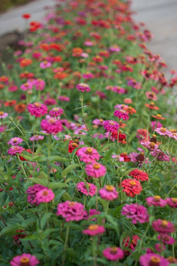 Zinnia Garden stock image. Image of symbol, nature, petal - 37048265