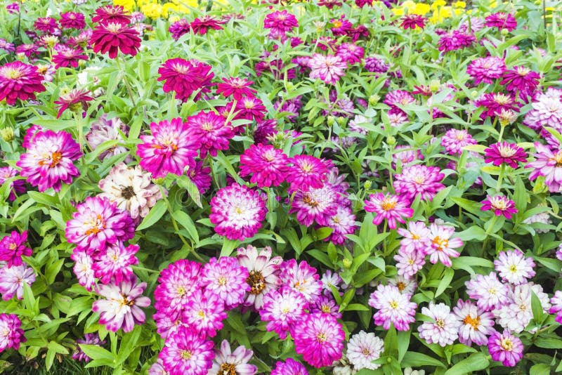 Zinnia stock photo. Image of plant, field, single, color - 39421414