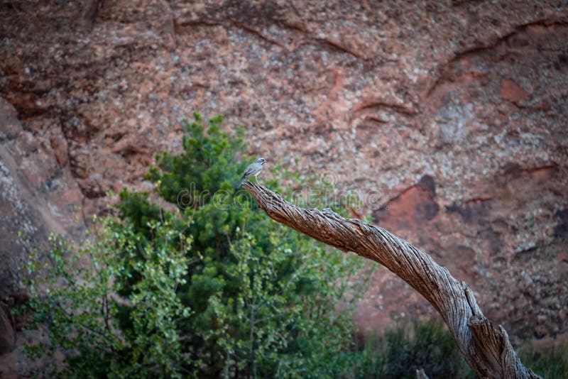 Zion National Park stock image. Image of random, destination - 123165651