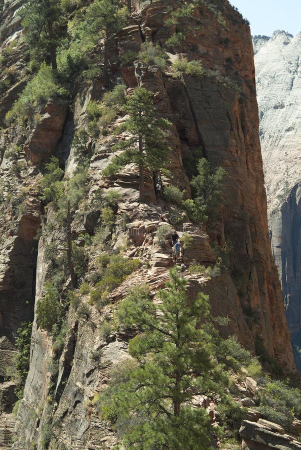 Zion Pathway To Angels Landing Stock Image - Image of pine, blue: 30650151