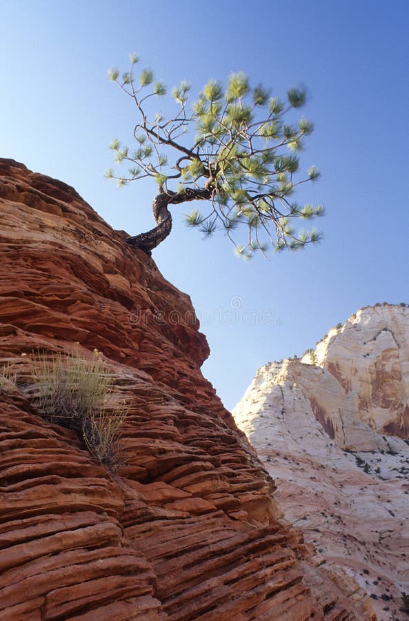 Endurance stock image. Image of clutching, outcrop, pine - 5167347