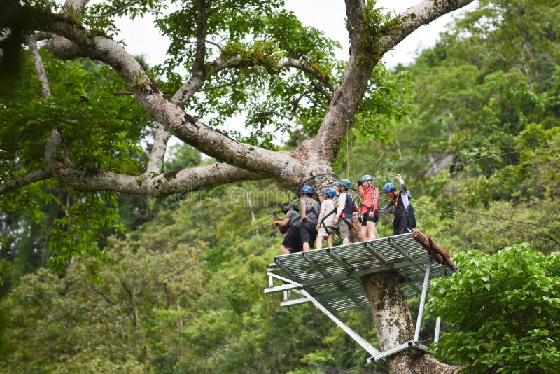 Zipline adventure on tree editorial photo. Image of looking - 96844386