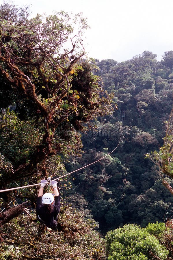 Ziplining in Rainforest stock image. Image of adventure - 4194853
