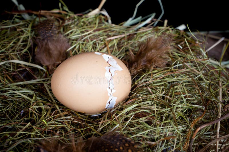 Zipping egg shell stock image. Image of young, poultry - 36858713