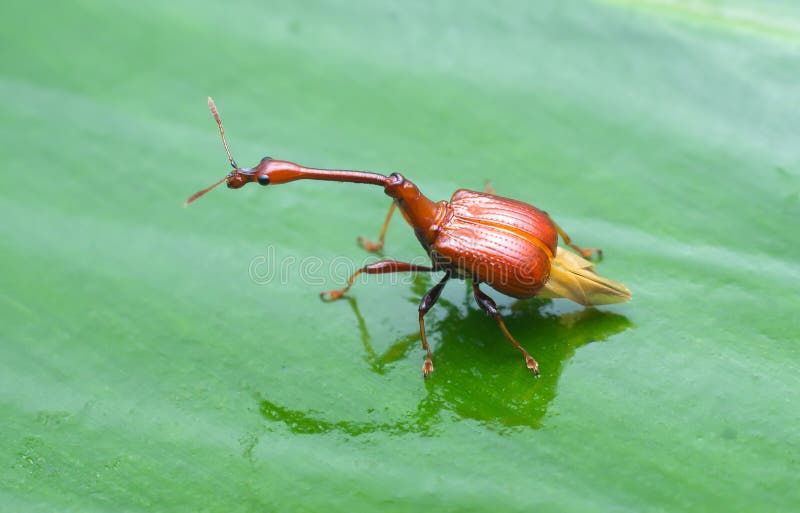 Ziraffe weevil stock photo. Image of green, ready, insect - 82506536