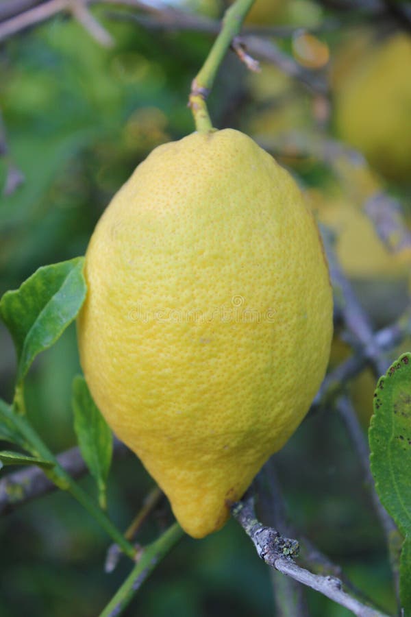 36,786 Zitrone Baum Fotos - Kostenlose und Royalty-Free Stock-Fotos von ...