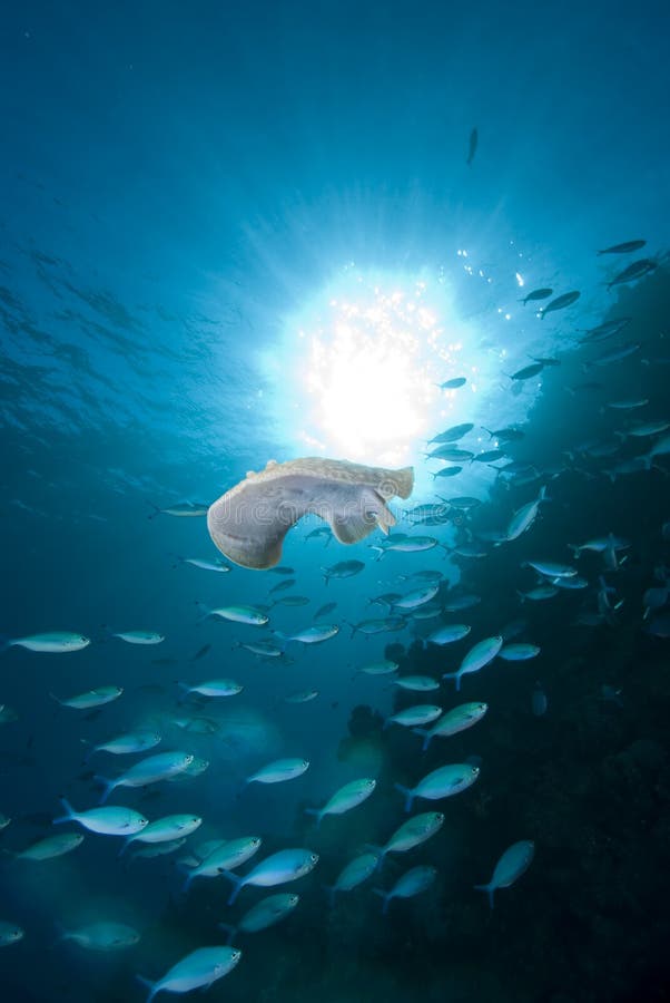 Zitterrochen stockbild. Bild von gemarmort, meer, tropisch - 12657657