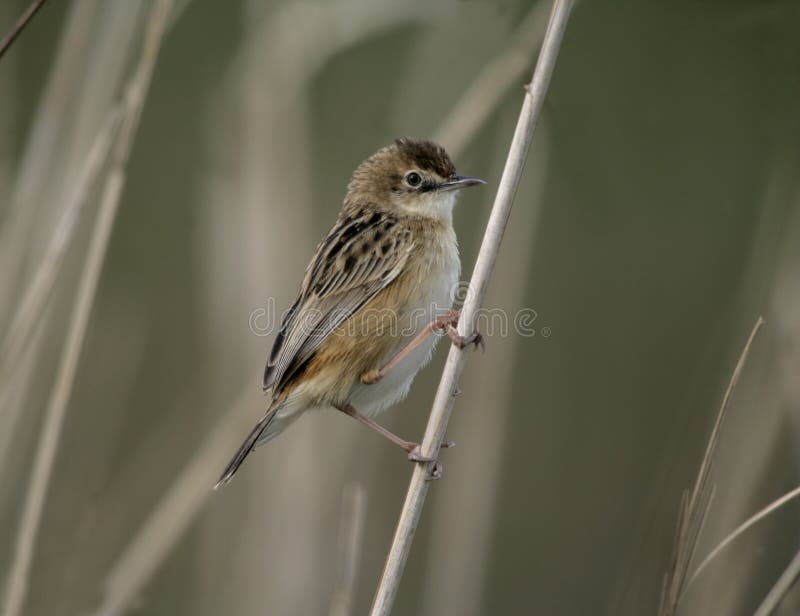 Zitting Cisticola, Euthlypis Lachrymosa Stock Image - Image of europe ...
