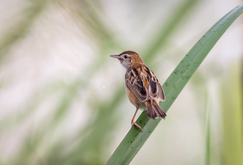 Zitting Cisticola Perched on Grass in Field Stock Photo - Image of cute ...