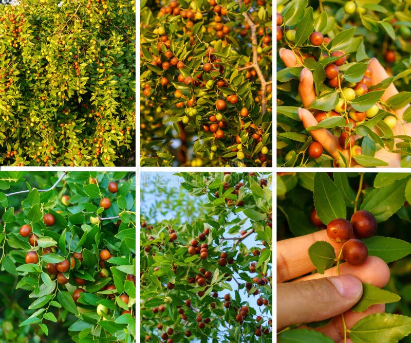 Ziziphus Jujuba, Commonly Called Jujube, Red Date, Chinese Date Collage ... Ziziphus Jujuba, Commonly Called Jujube, Red Date, Chinese Date Collage ...