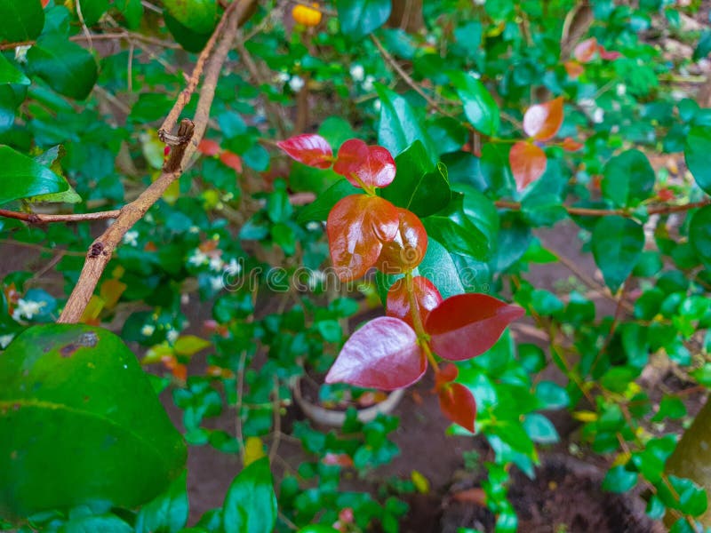 Ziziphus Mauritiana Tree in the Garden Stock Image - Image of jungle ...