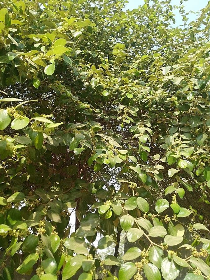 Ziziphus oxyphylla stock image. Image of produce, tree - 259951861