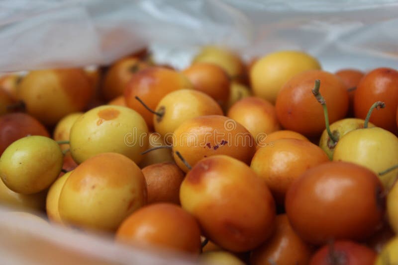 Zizyphus mauritiana Lamk stock photo. Image of vegetable - 84019806