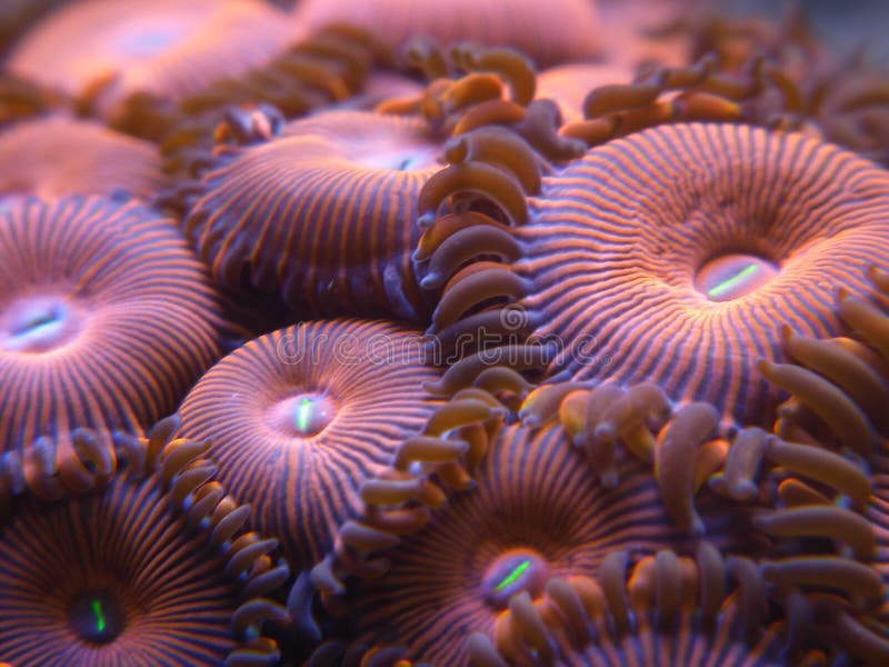 Zoanthos stock photo. Image of atlantic, zooids, coral - 27642954