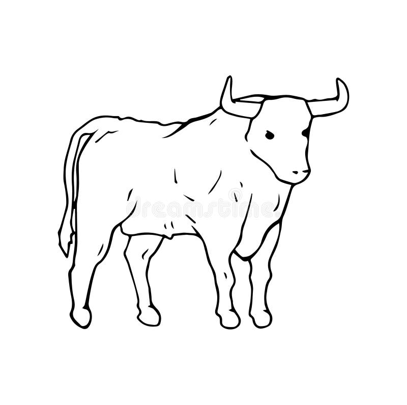 Bull with Horns Standing with Head Down. Male Cow Outline Sketch ...
