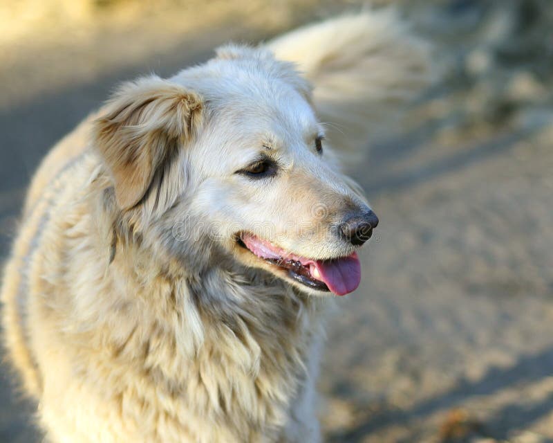 Zoe stock image. Image of right, labrador, looking, haired - 10464099