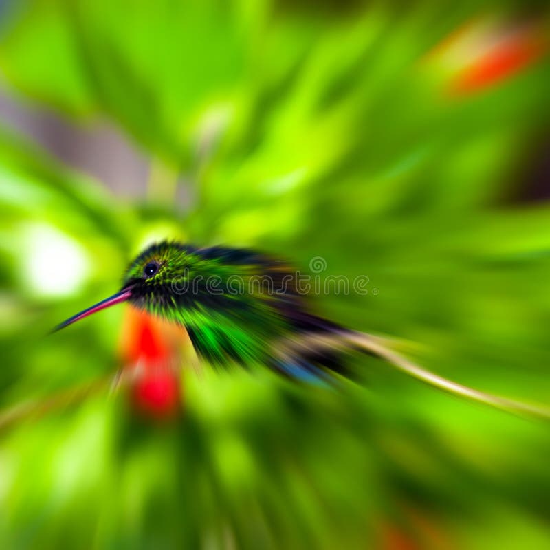 Zoemende Vogel - Het Gezoem Blured Stock Afbeelding - Image of gezoem ...