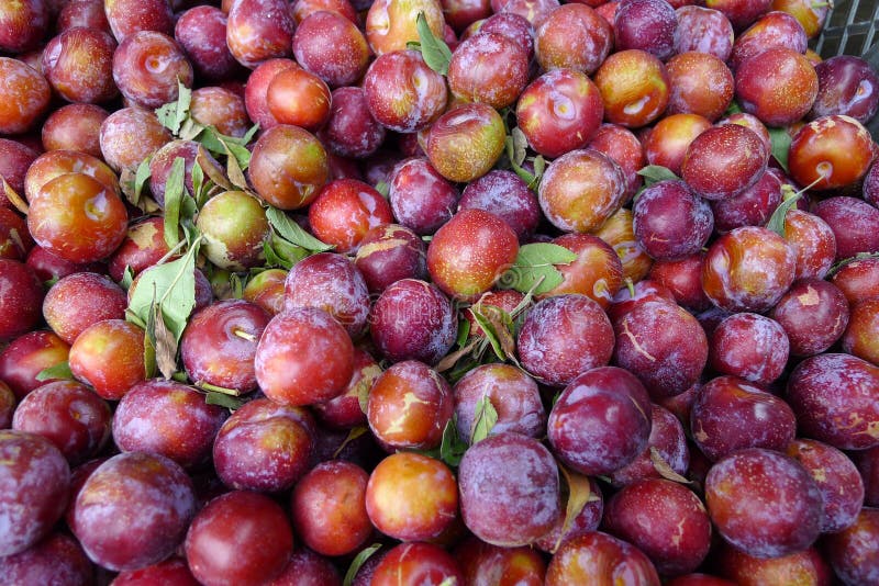 Rode pruimen stock foto. Image of achtergrond, pruim - 56901020