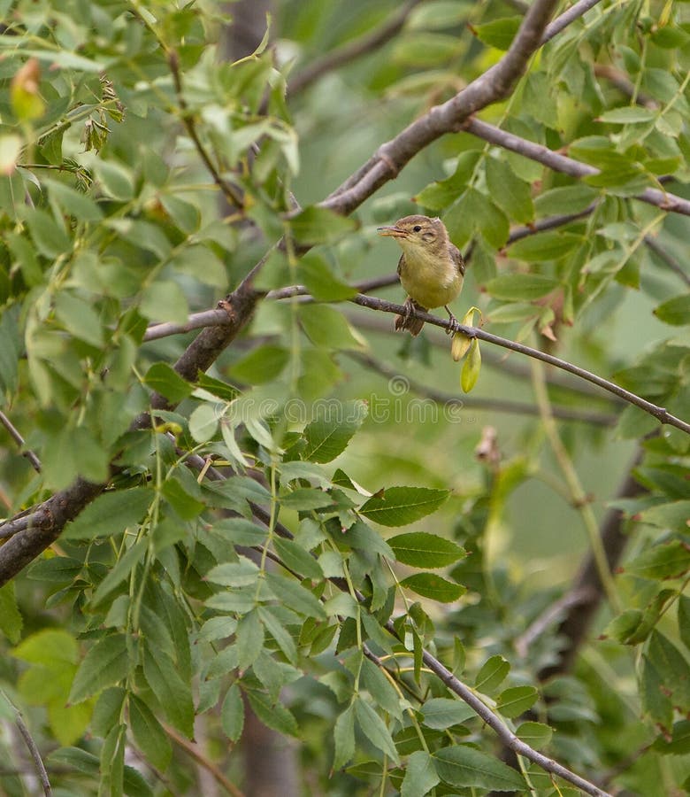 Melodieuze Tuitelaar in Dichte Begroeiing Stock Foto - Image of ...