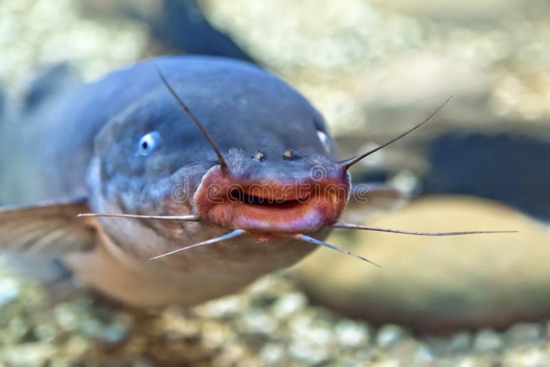 Zoetwater katvis stock foto. Image of biologie, rood - 24824948
