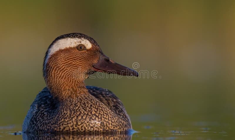 Zomertaling & X28; Anaquerquedula & X29; Stock Afbeelding - Image of ...