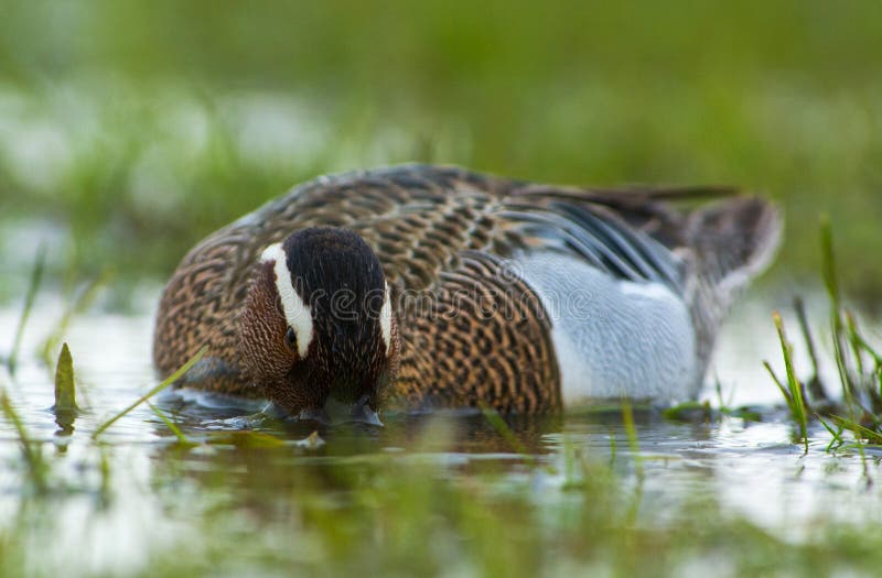 Zomertaling, Garganey, Guerguedula Anas Стоковое Фото - изображение ...