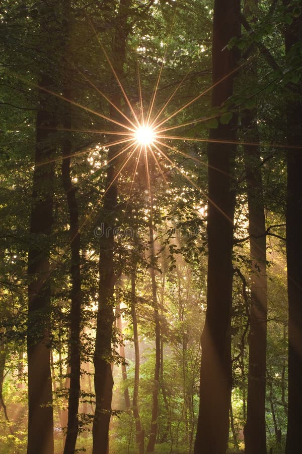 Zon en bos stock afbeelding. Image of glans, licht, verlicht - 13684053