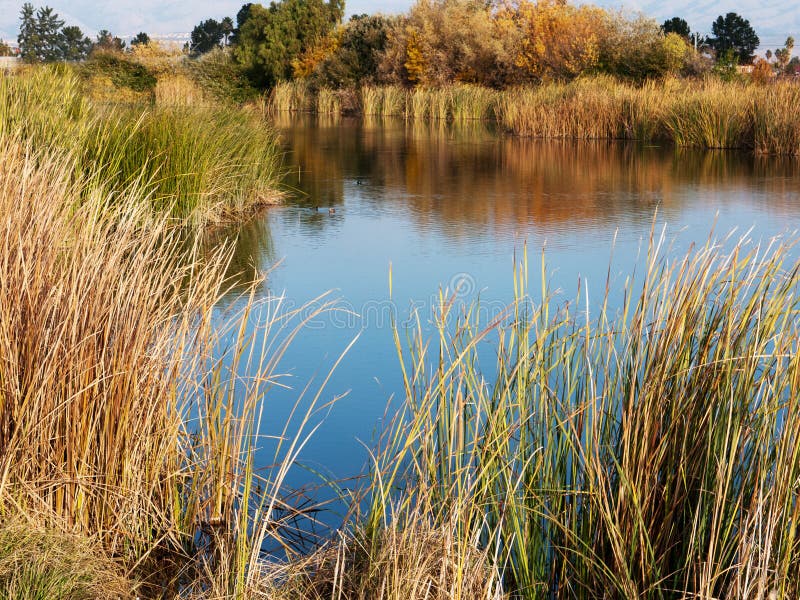Area umida fotografia stock. Immagine di idilliaco, lago - 12120698