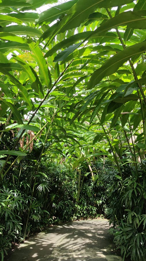 Zona Verde En La Isla De Bali Foto de archivo - Imagen de bali, isla ...