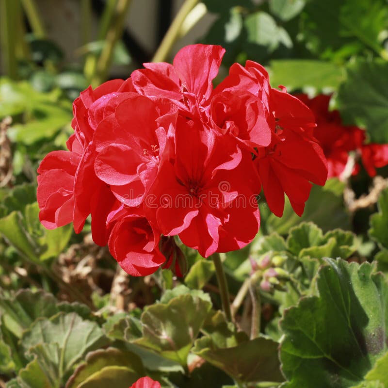 Zonal Geranium in Summer with Red Colors at the Garden Stock Photo ...