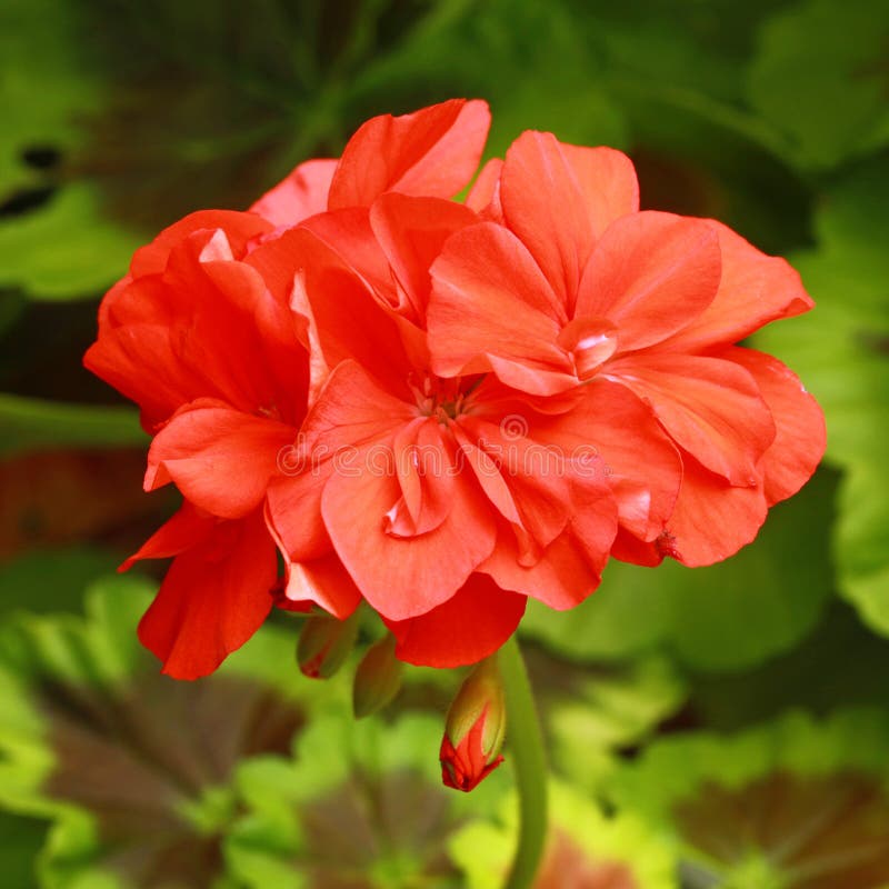 Zonal Geranium in Summer with Red Colors at the Garden Stock Image ...