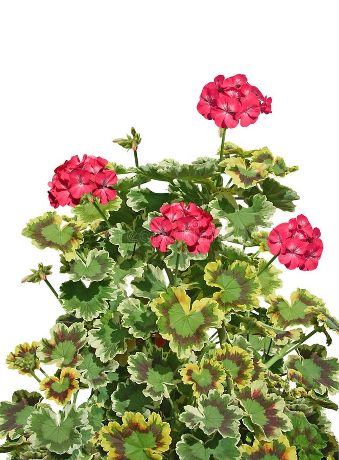 Zonal Geranium with Variegated Foliage Stock Image - Image of white ...