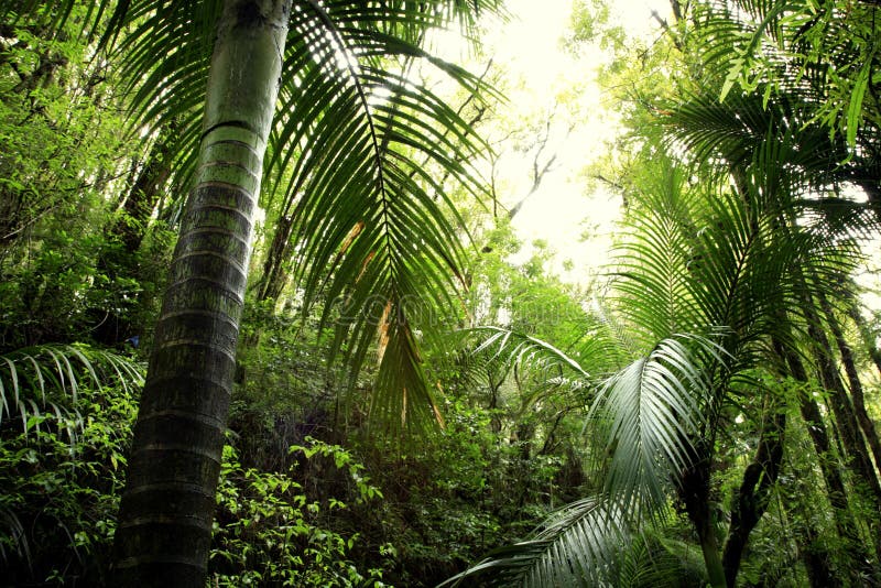 Zonas tropicales imagen de archivo. Imagen de tropics - 4644239