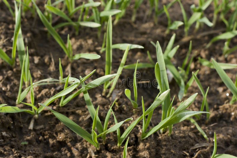 Jeune Orge Verte Avec Des Graines Et Des Racines Photo stock - Image du ...