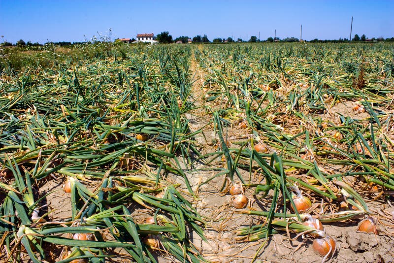 Champ D'oignon Dans La Campagne En Italie Photo stock - Image du lame ...