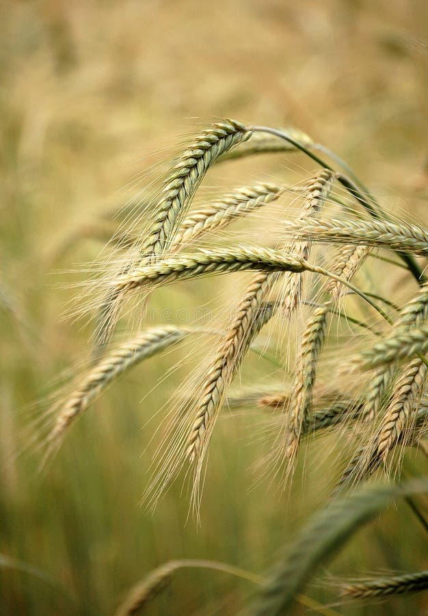 Zone d'orge photo stock. Image du orge, nature, bière - 5322238
