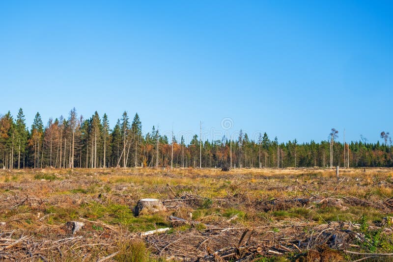 Zone De Défrichage Dans Le Bois Image stock - Image du pays, zone ...