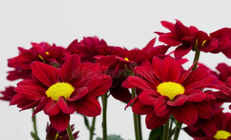 Marguerite Rouge De Gerber De Bourgogne D'isolement Sur Le Blanc Photo ...
