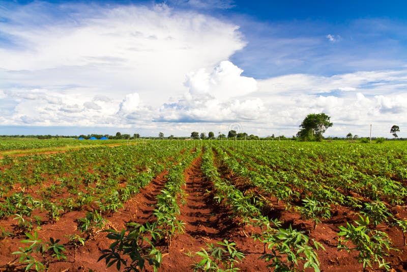 Champ De Plante De Manioc Ou De Manioc Image stock - Image du forme ...
