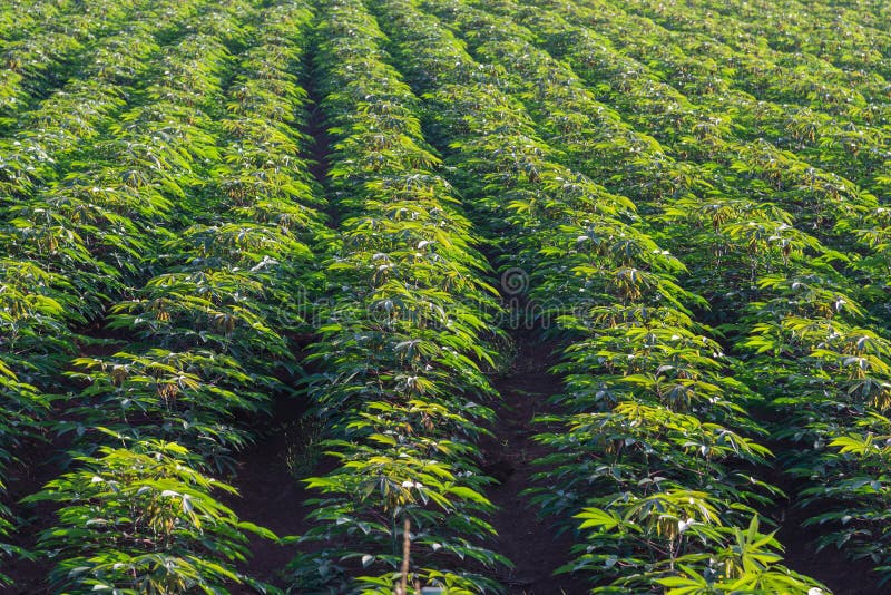 Champ De Plante De Manioc Ou De Manioc Image stock - Image du champ ...