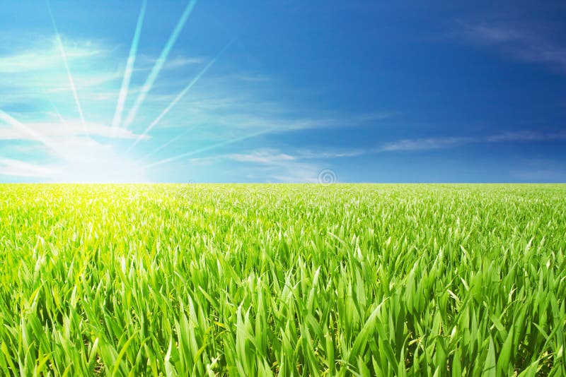 Zone de texture photo stock. Image du vert, horizon, nuageux - 14016254