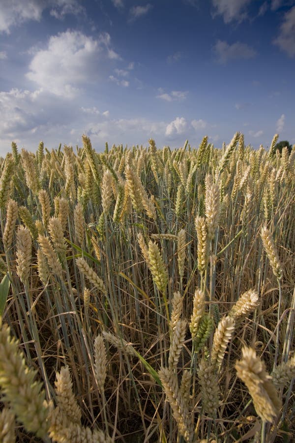 Zone de texture image stock. Image du texture, jaune - 15049837