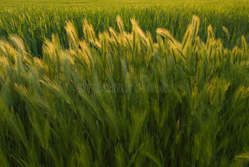 Zone de texture image stock. Image du agriculture, texture - 5275649