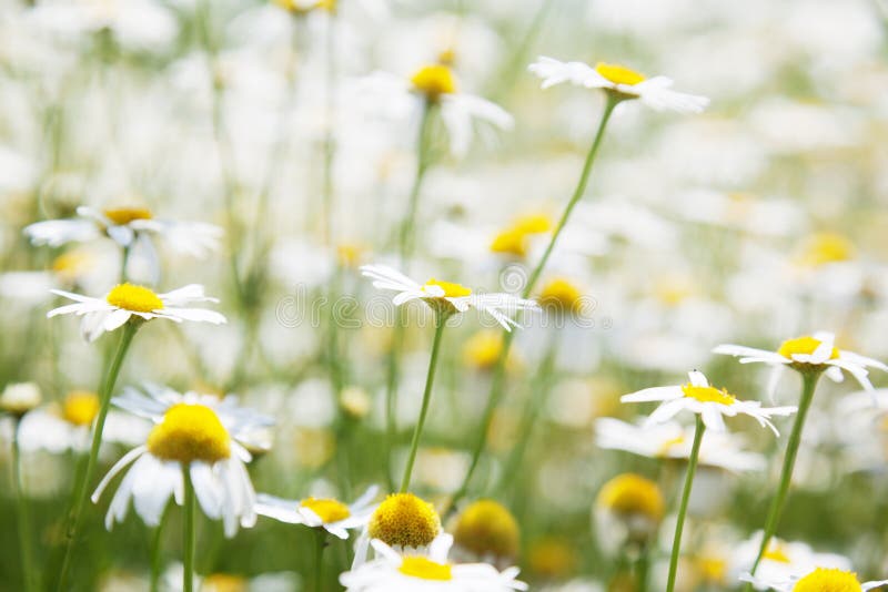 Champ Des Fleurs De Marguerite Photo stock - Image du jardin, vert ...