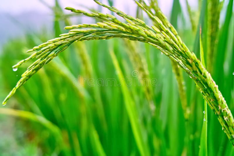 Zone des plantes de riz photo stock. Image du asiatique - 15758434