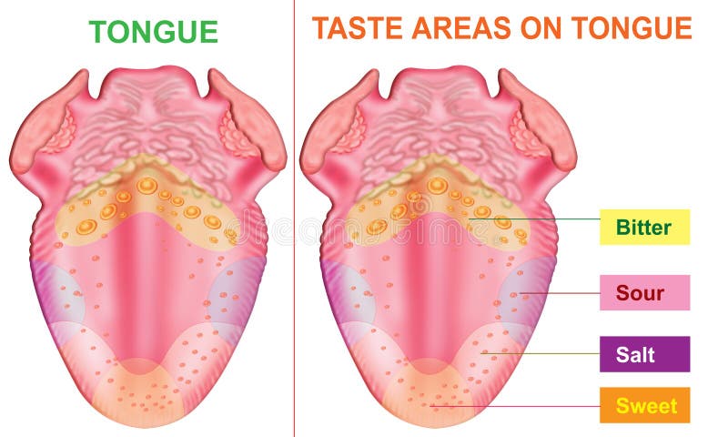 Carte Couleur Des Récepteurs De Goût Dans La Langue, Quatre Saveurs ...