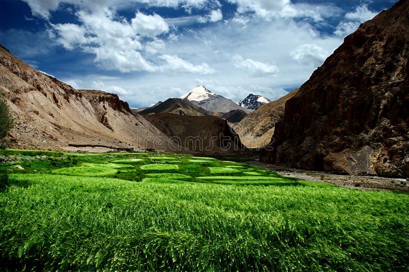 Zones de l'Himalaya image stock. Image du fermier, rural - 25553681